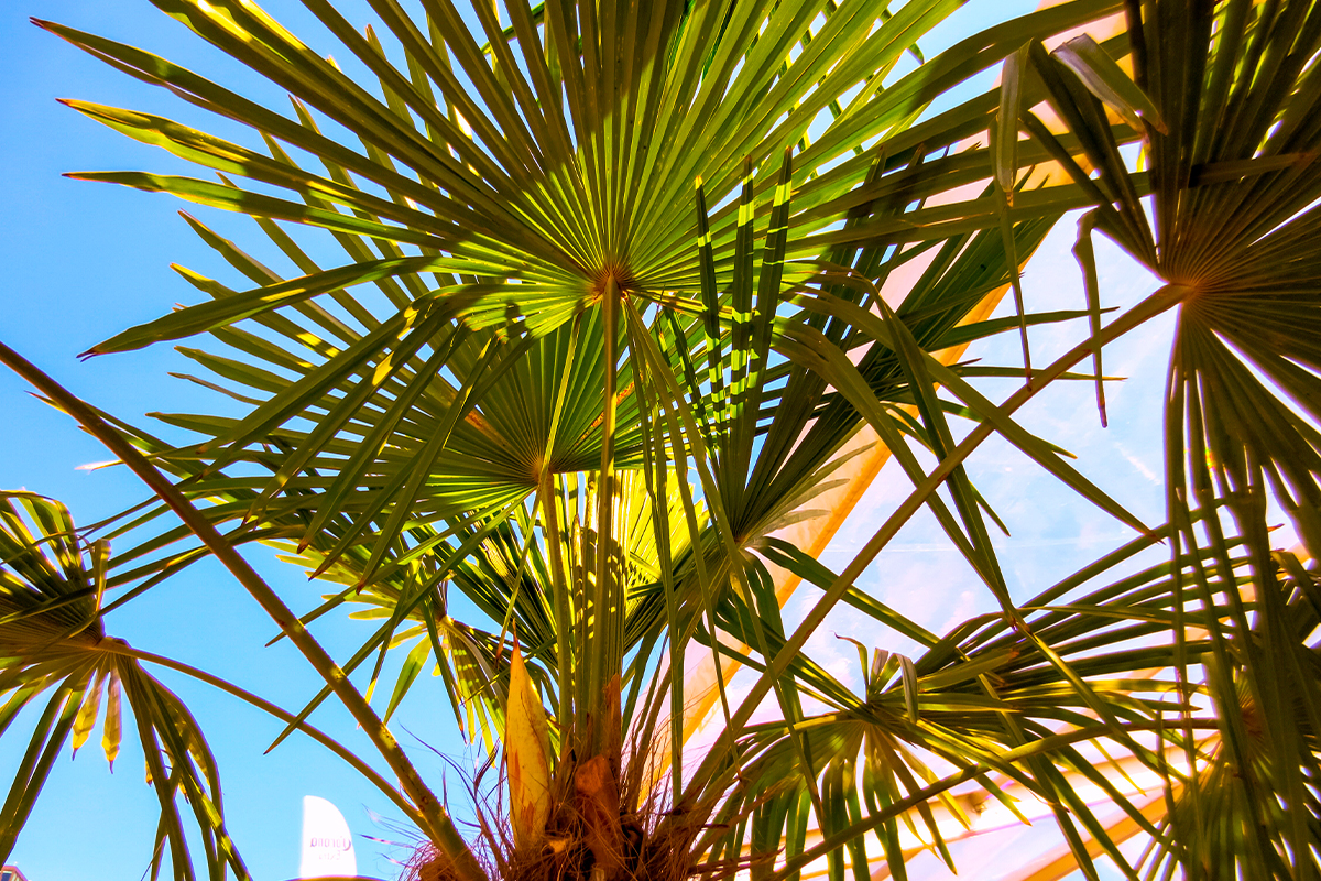 ¿Qué es y qué beneficios tiene el Saw Palmetto?