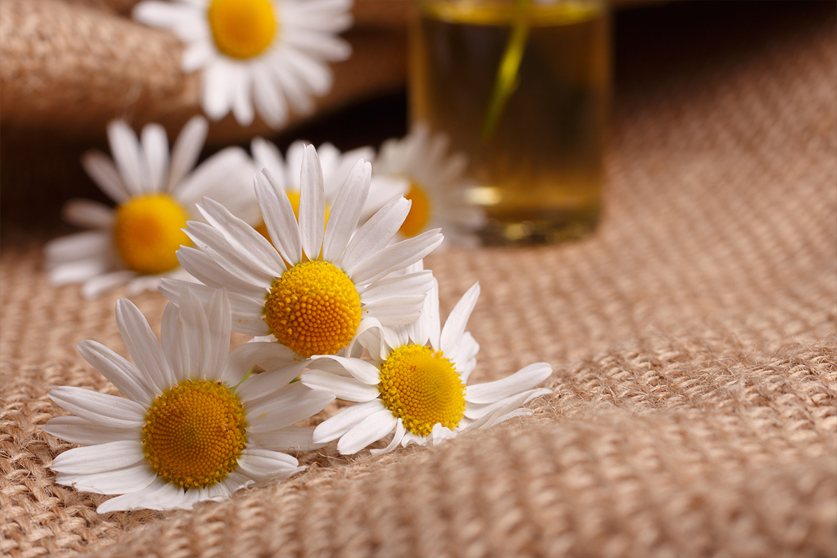 Bisabolol: qué es, propiedades y sus beneficios