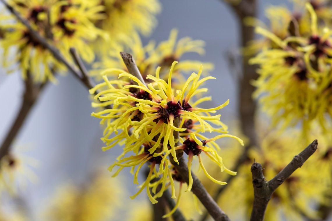 Hamamelis: propiedades, qué es y para qué sirve