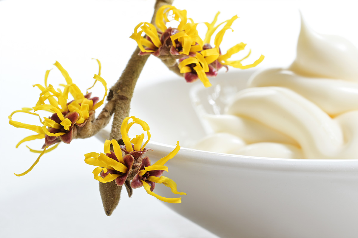 Hamamelis: propiedades, qué es y para qué sirve