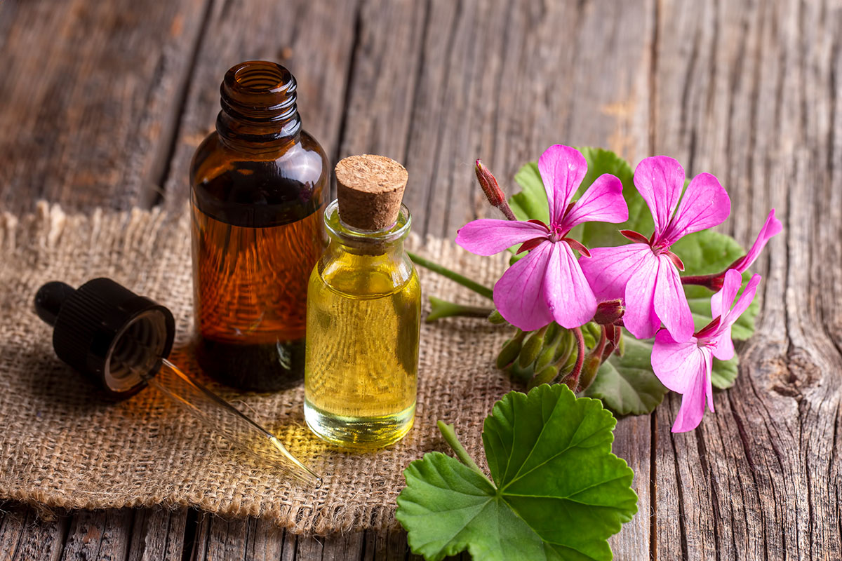 Aceite de geranio: propiedades, usos y beneficios