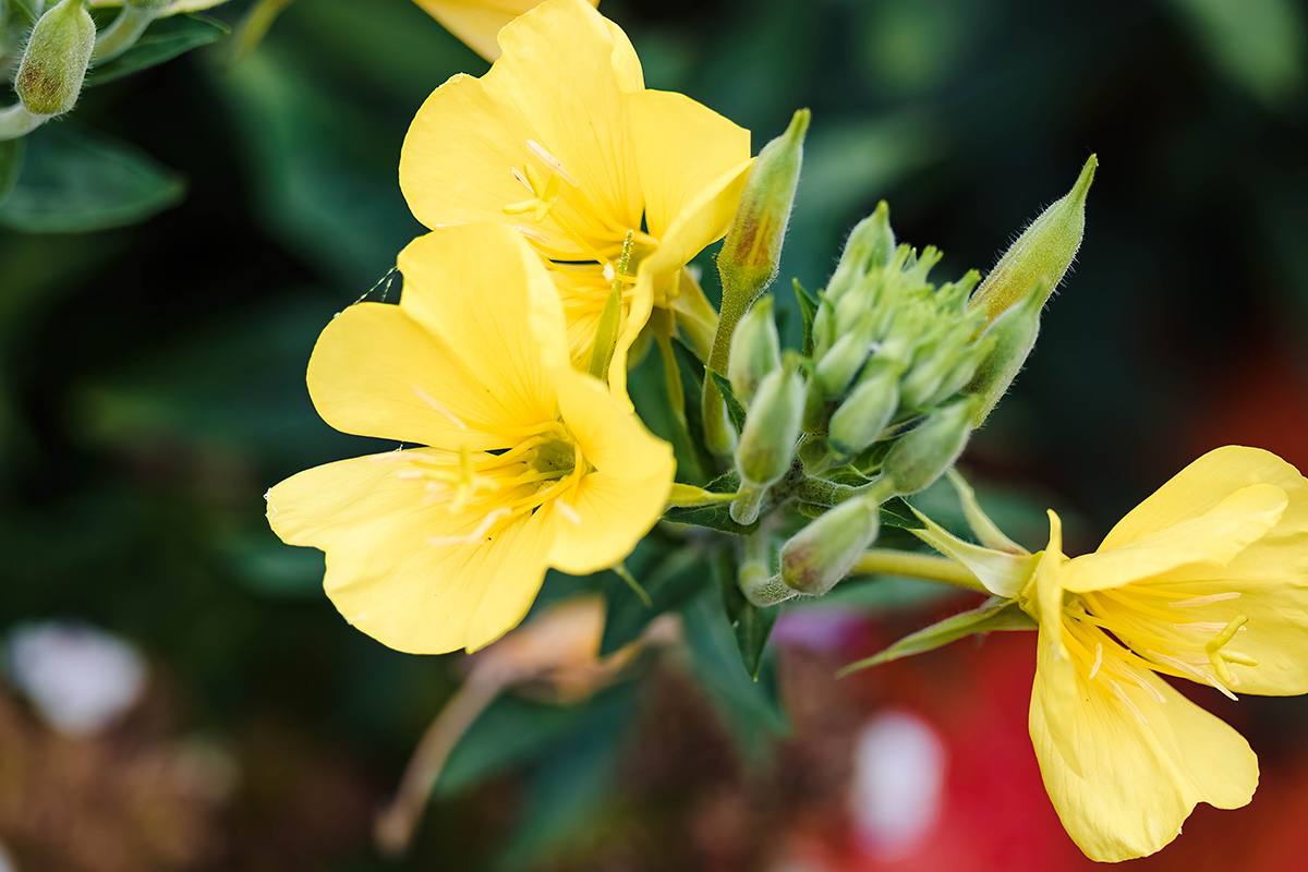 El aceite de onagra es milagroso y por esto debes aplicarlo a tu piel