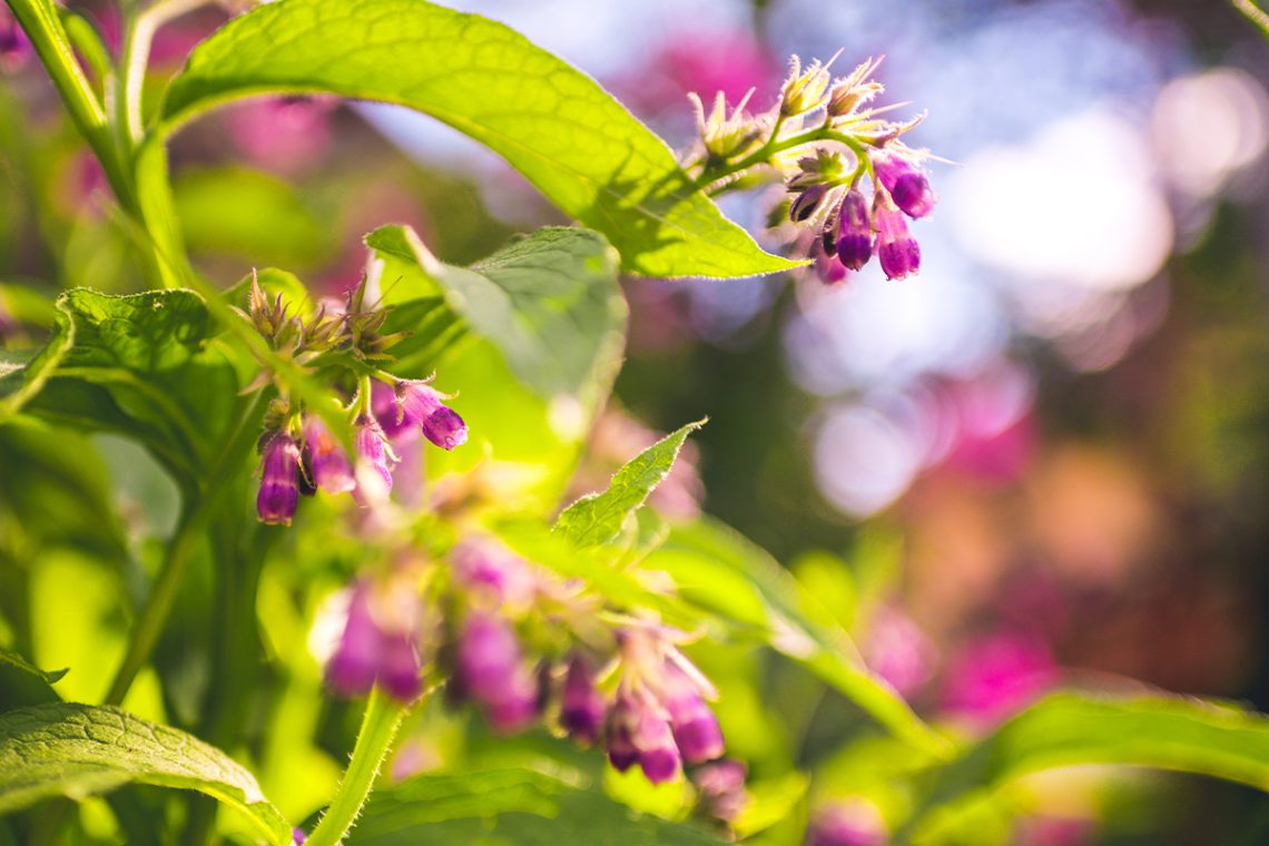 Qué es y para qué sirve la alantoína, el nuevo activo cosmético