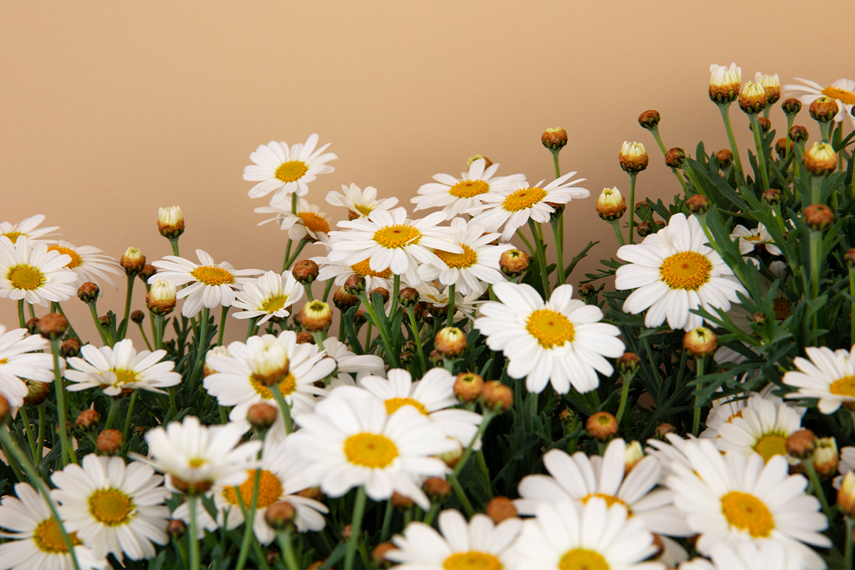 Qué es el bisabolol y todos los beneficos que puede ofrecerte