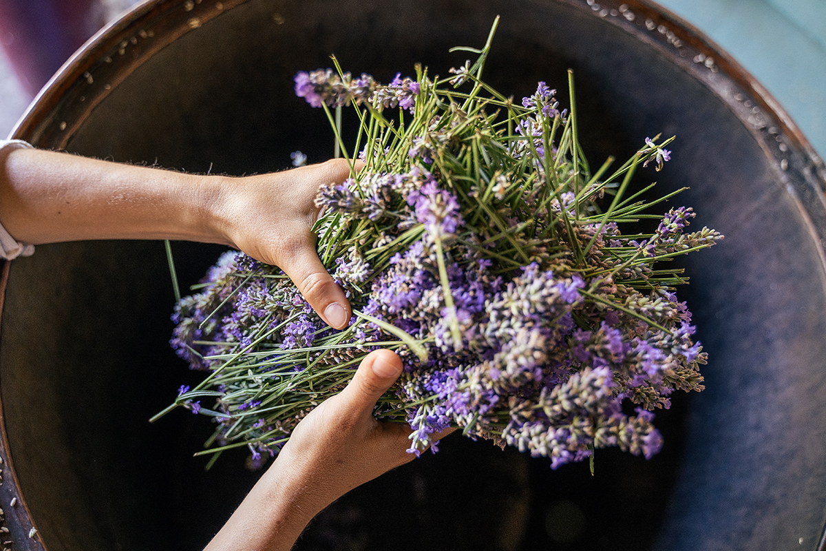 Cómo hacer aceite de lavanda en casa y cómo debes emplearlo