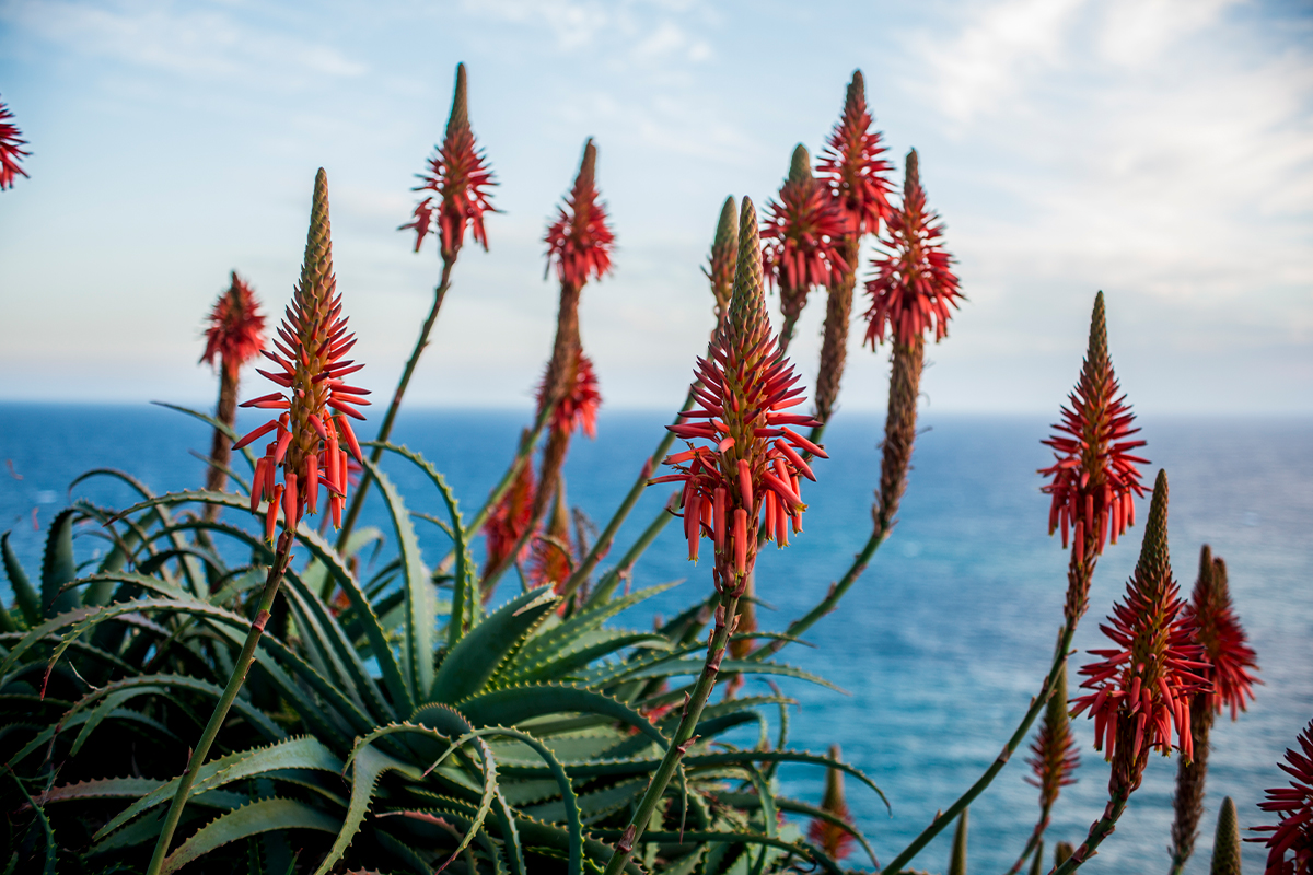 Propiedades de la flor de aloe vera